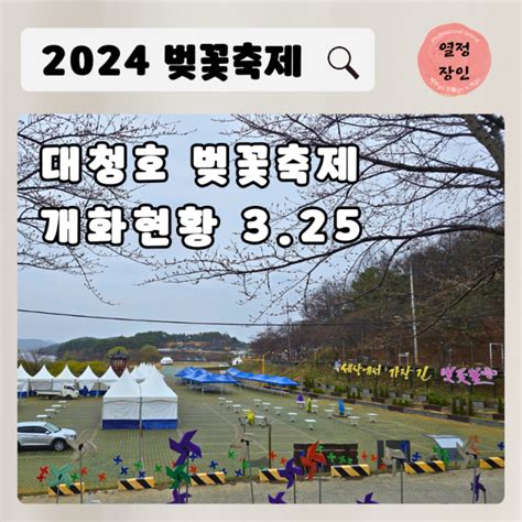 2024 대청호 벚꽃축제 실시간 개화 현황