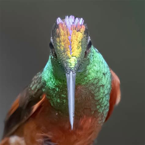 Hummingbird Wall Art Collection Modern Square Prints In Multiple Sizes