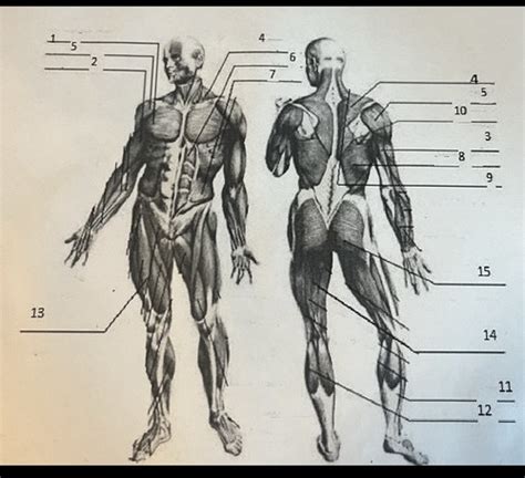 Kin Midterm Review Muscle Diagram Flashcards Quizlet