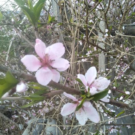 花兒朵朵開 每日頭條