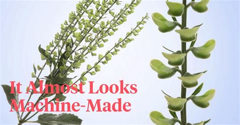 Scutellaria Tinkerbell Mother Nature At Her Finest