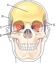 Cranial Bones Diagram Quizlet