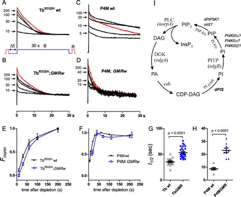 Figure 1 From Genetic Dissection Of The Phosphoinositide Cycle In Drosophila Photoreceptors