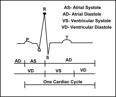 Representation Of A Cardiac Cycle Download Scientific Diagram