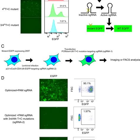 Cellular Chain Reaction Systems Through Sequential Repair Of Sgrna