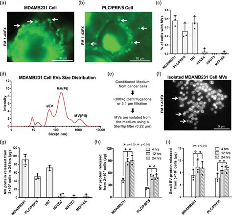 Isolate And Quantify Tumor Cellderived MVs A And B Serumstarved