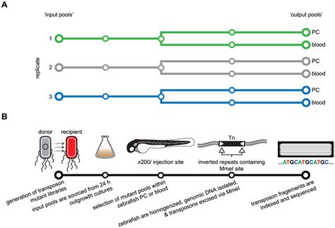 Schematic Of The Tn Seq Selection Screen Used To Identify Genes Download Scientific Diagram