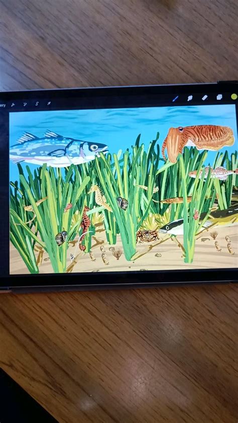 Seagrass Meadow Habitat Illustrated Sea Grass Habitats Meadow