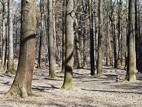 Naked Trees In Early Spring 15268452 Stock Photo At Vecteezy