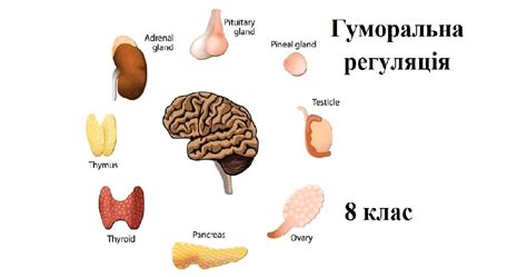 Гуморальна регуляція 8 клас Тест на 23 запитання Біологія