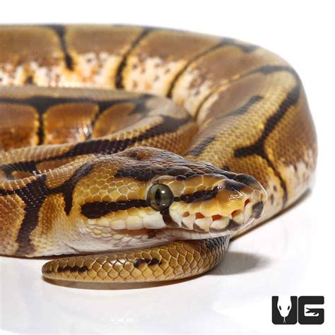 Baby Spider Ball Pythons Python Regius For Sale Underground Reptiles