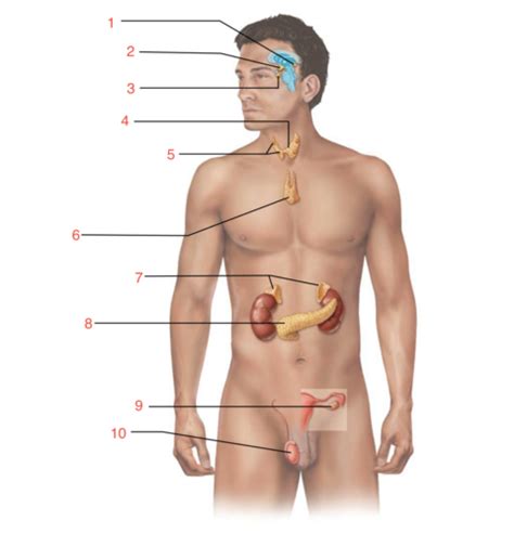 A P LAB Lab The Endocrine System Flashcards Quizlet