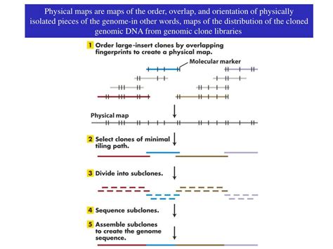 ppt a a mutation forward mutation powerpoint presentation