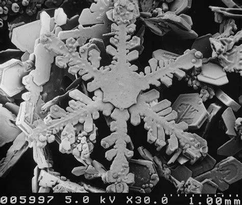 Real Snowflake Under Electron Microscope