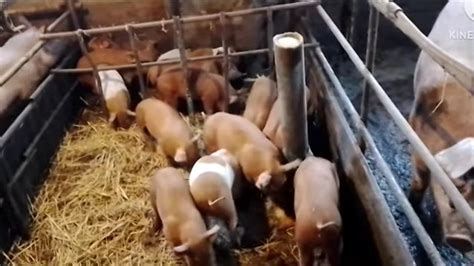 Стартовый корм для поросят своими руками. Глистогоним поросят после ...