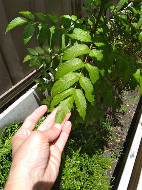 Identification Identifying A Growing Tree Gardening Landscaping Stack Exchange