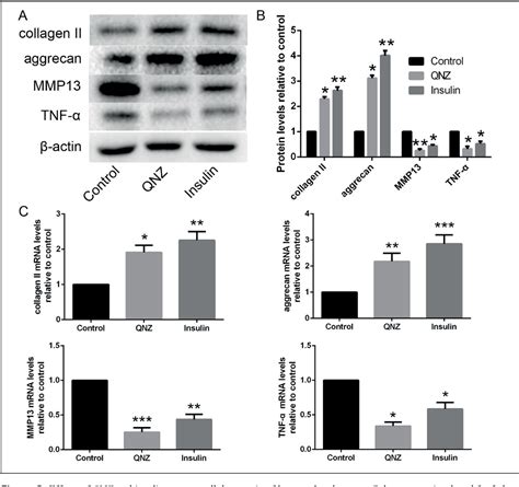 Figure 2 From Nf κb Inhibitor Qnz Protects Human Chondrocyte