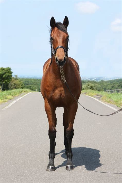 マフティ Mufti 株式会社ヒポファイル・ブラッドストック／競走馬の共同所有（オーナーズクラブ）