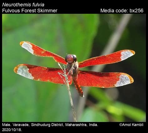 Neurothemis Fulvia Drury 1773 Fulvous Forest Skimmer Odonata