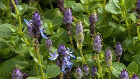 Are Hydrangeas Deer Resistant 5 Methods To Protect Them Homes And