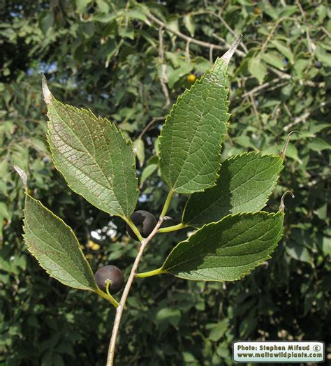 Celtis Australis Southern Nettle Tree MaltaWildPlants The