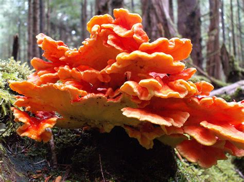 Download Beautiful Orange Tree Fungus Picture Wallpapers Com