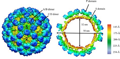Norovirus Structure Diagram