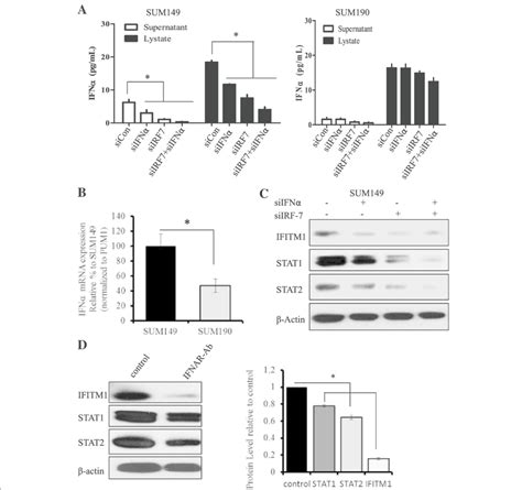 Regulation Of Interferon Induced Transmembrane Protein 1 Ifitm1 By