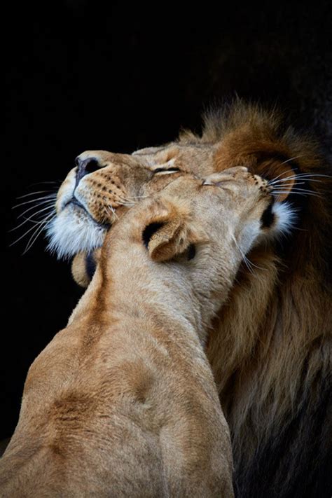 Lioness On Tumblr