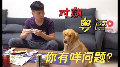 国庆出去浪主人与金毛恶搞你有咩问题金毛这演技绝了 YouTube