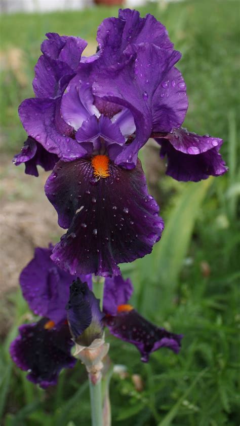 Living And Dyeing Under The Big Sky Iris Garden