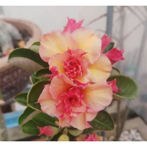 Adenium Kemboja Desert Rose Id Sherbet Shopee Malaysia