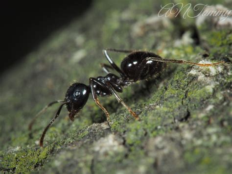 Jp Ant