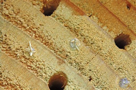 How To Make An Awesome Nesting Block Honey Bee Suite