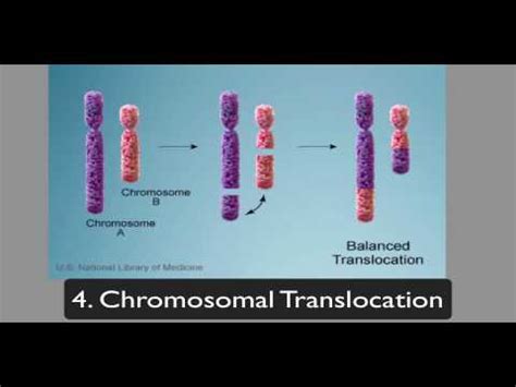 Inversion Chromosome Mutation Definition Examples Expii