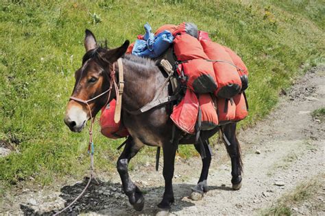 100kg超えの荷物を運ぶことも！ 登山愛好家からリスペストされる職業「歩荷」の仕事とは Soto Lover ソトラバ
