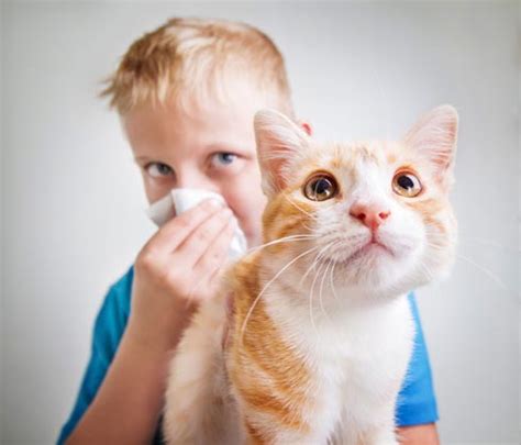 TODO SOBRE MI GATO Alergia A Los Gatos