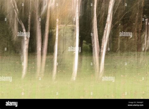 Forest Landscape With Trees Blurred By Intentional Camera Movement And