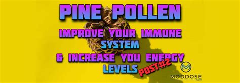 Experience The Rejuvenating Effects Of Pine Pollen
