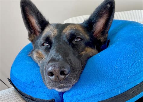 Suzie Q Love Story Ellies Rainy Day Fund