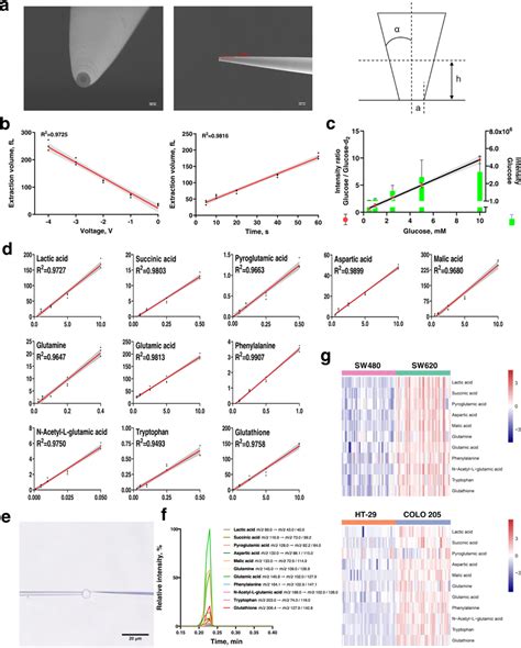 development of a home built single cell quantitative mass spectrometry download scientific
