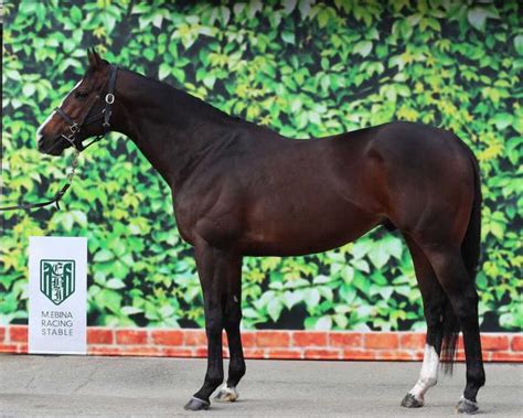 【フェブラリーs】テイエムサウスダン85点 不振続きも昨年と同じ迫力 競馬ニュース Netkeiba