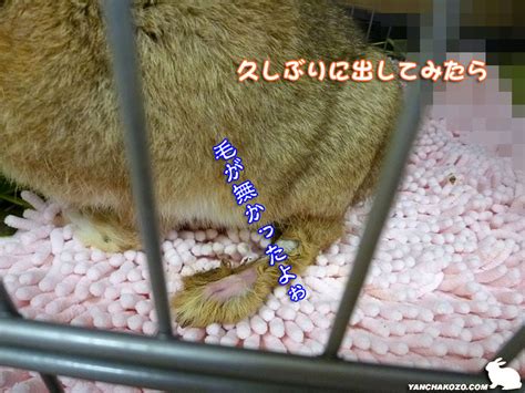 うさぎの足 出たと思ったら毛が やんちゃ小僧たち