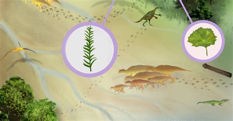 Xterraspace Fossil Evidence Show Large Angiosperm Trees In N America 15 Millions Years Earlier