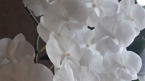 ОШИБКИ ДВОЙНОЙ ПОСАДКИ🤦‍♀️ 🙊Разделение двух биглипов🍃 #phalaenopsis # ...