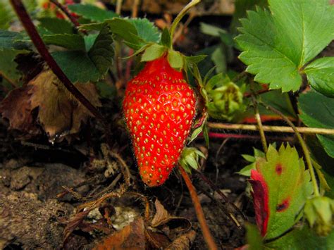 1920x1080 Wallpaper Strawberry Fruit Peakpx