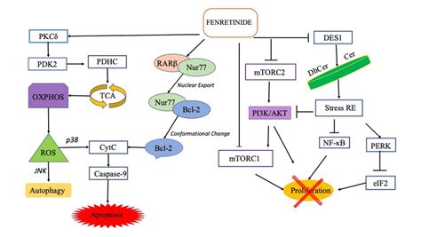 Schematic Diagram Of Fenretinide Activity In Cancer Pointed Arrows