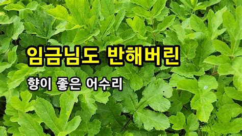 너무 자라 억센 어수리 나물 쉽게 묵나물 만드는 법 Youtube