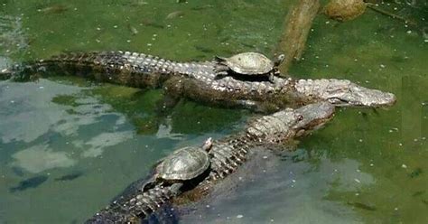Turtles Imgur