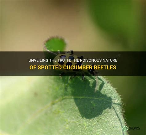 Unveiling The Truth The Poisonous Nature Of Spotted Cucumber Beetles